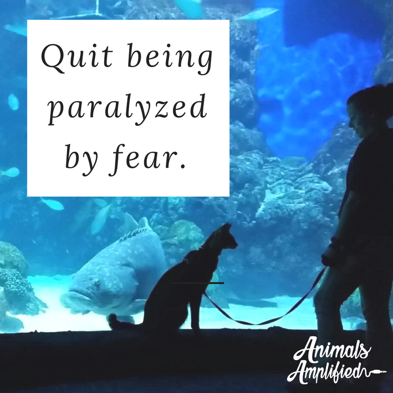 Fear vs. Vision. Where do your decisions come from? - Animals Amplified