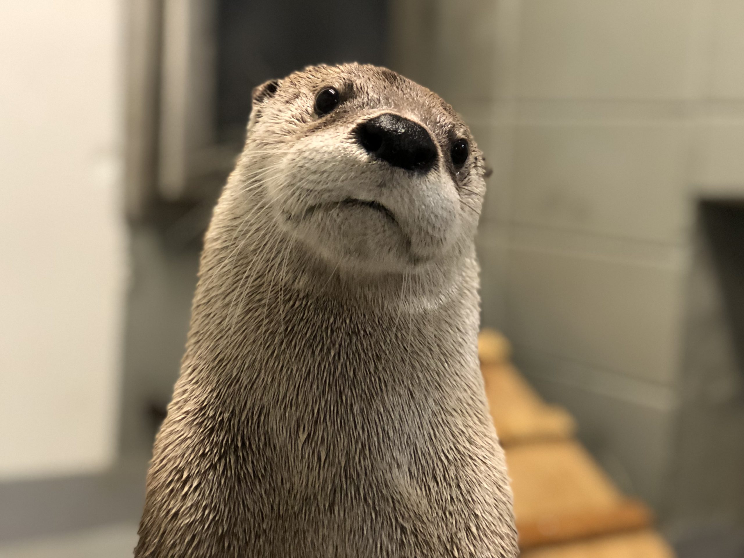 Enroll in an Animals Amplified Course - Animals Amplified Enroll in an Animals Amplified Course - Animals Amplified
